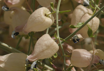 Cannundrums: Paperbag Bush or Mexican Bladder Sage