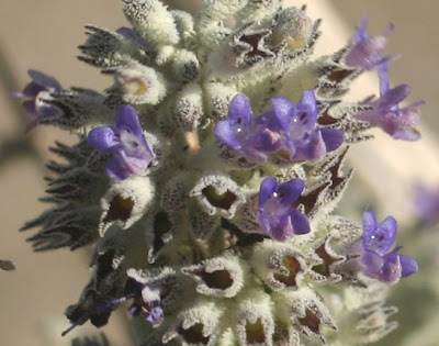 Cannundrums: Desert Lavender