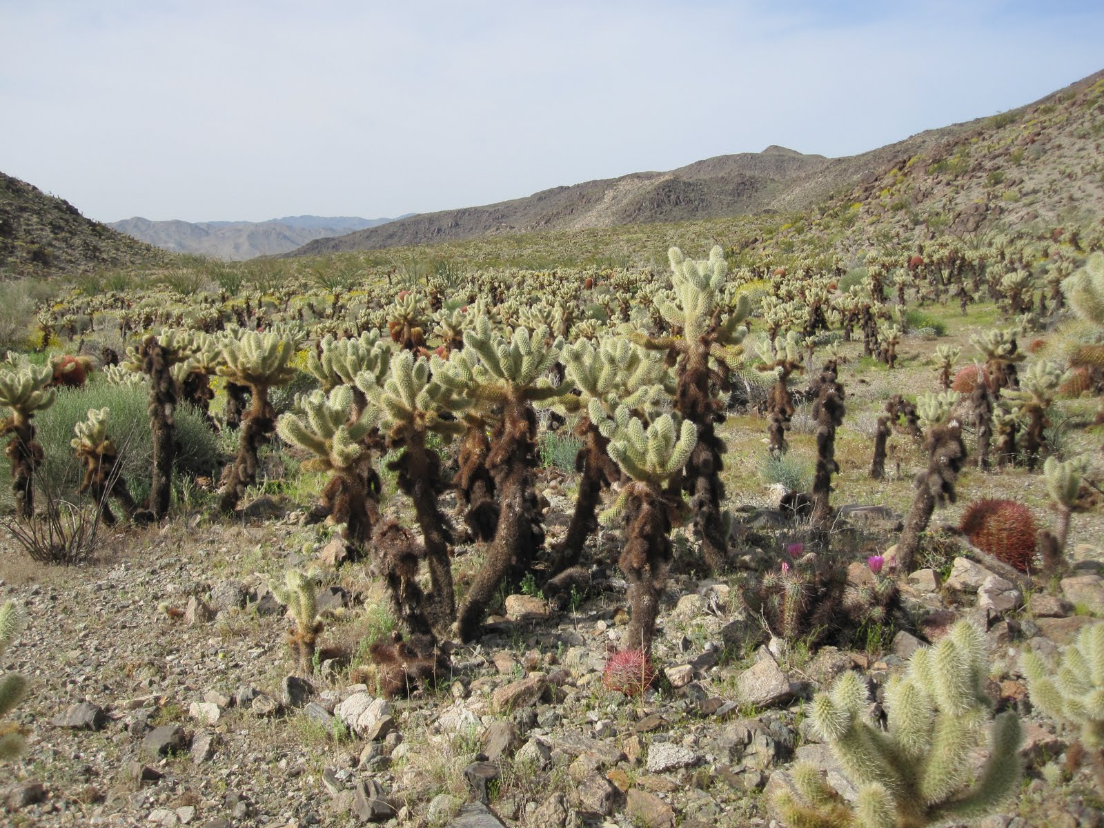 Cannundrums: Teddy Bear Cholla