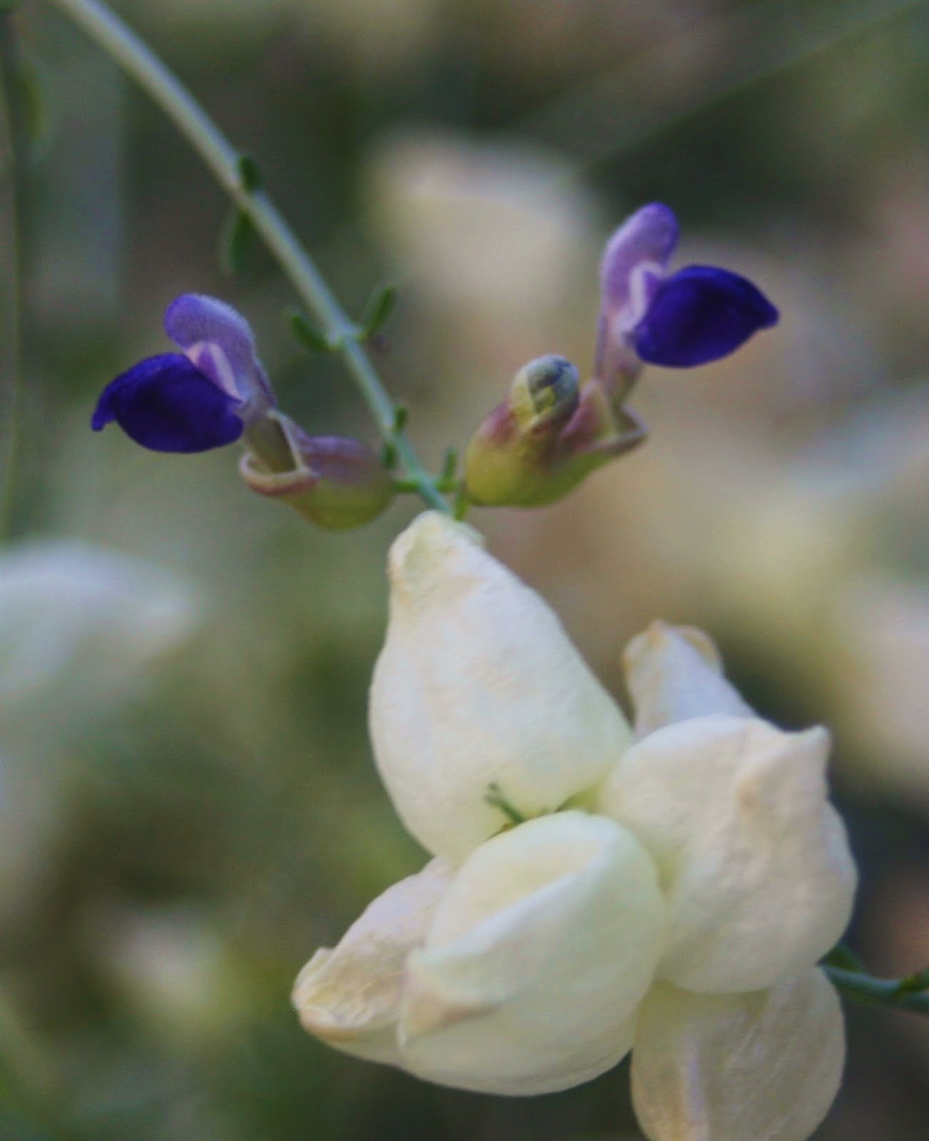Cannundrums: Paperbag Bush or Mexican Bladder Sage
