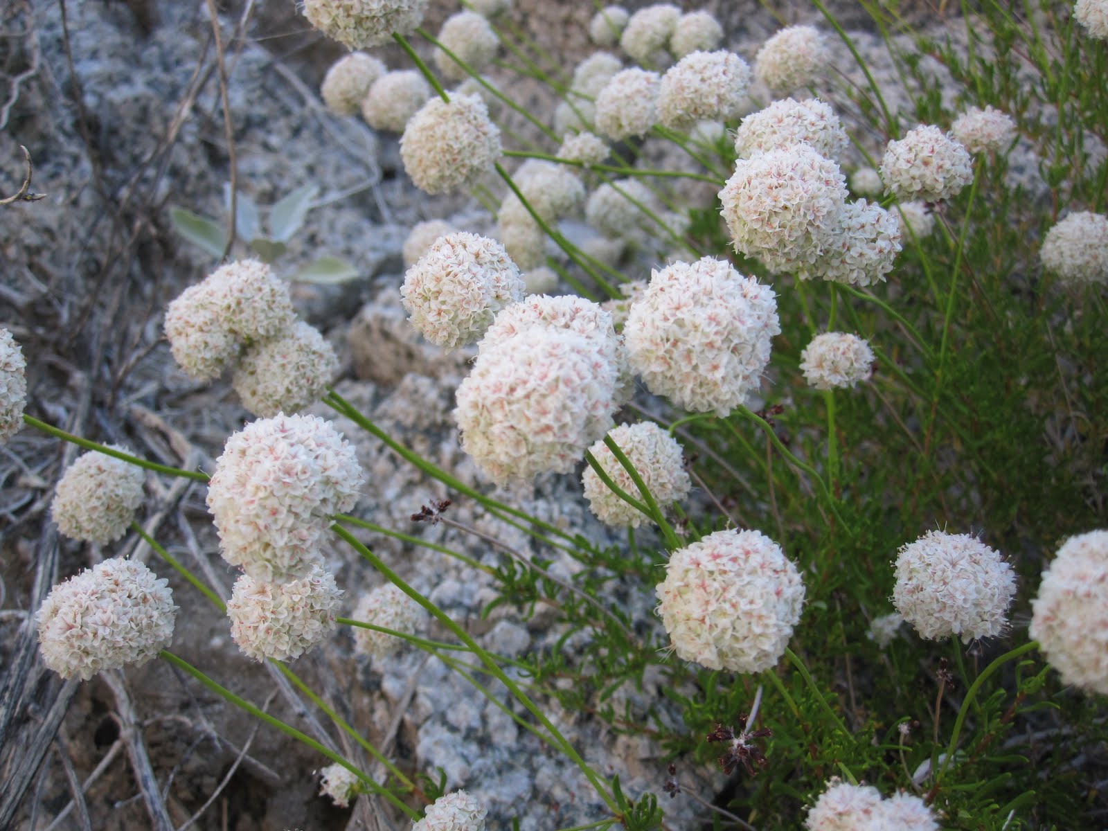 Cannundrums: California Buckwheat or Eastern Mojave Buckwheat
