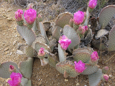 Cannundrums: Beavertail Cactus