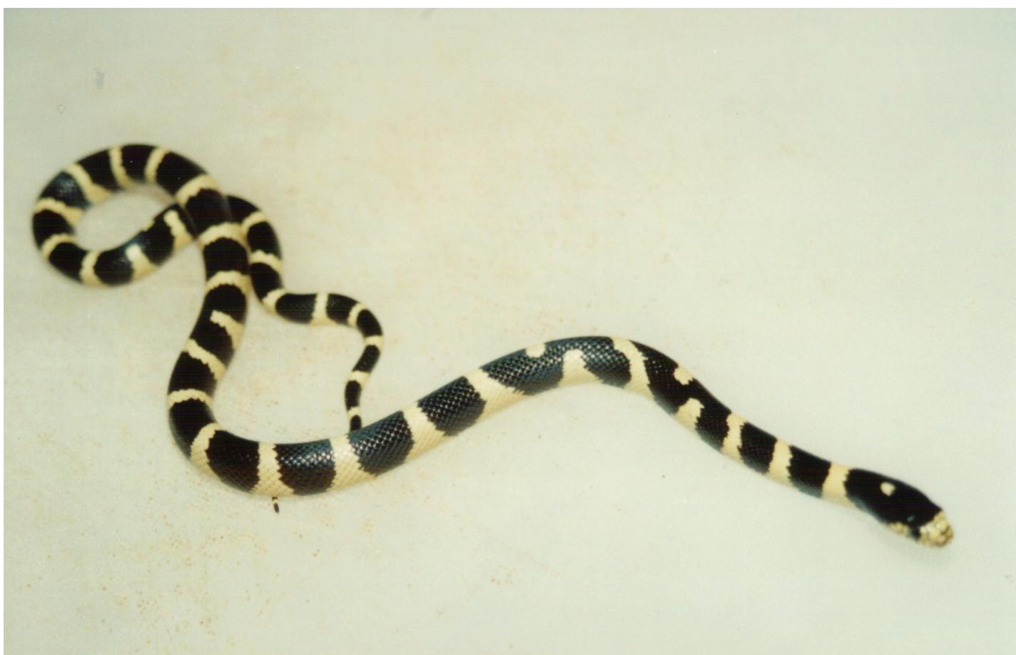 Cannundrums: California Kingsnake