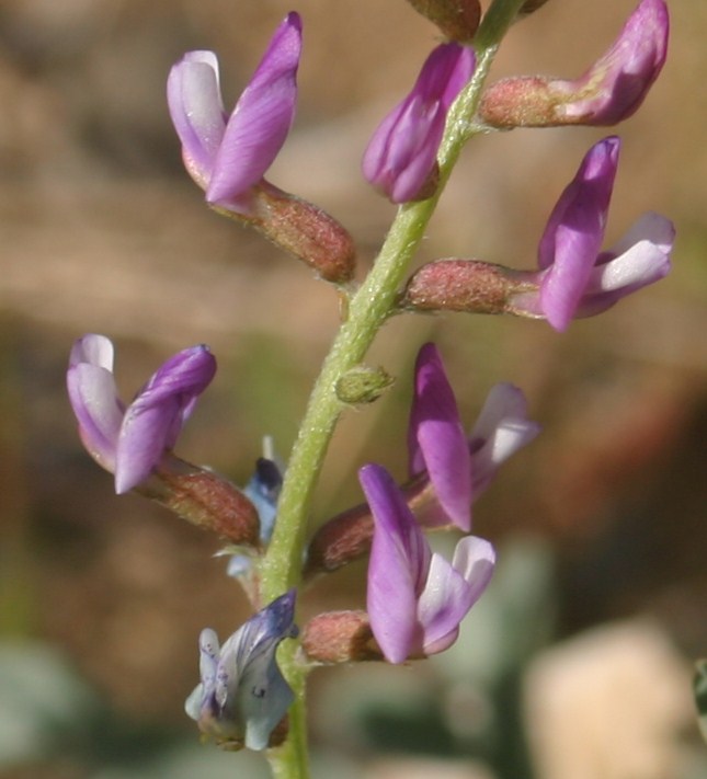Cannundrums: Freckled Milkvetch