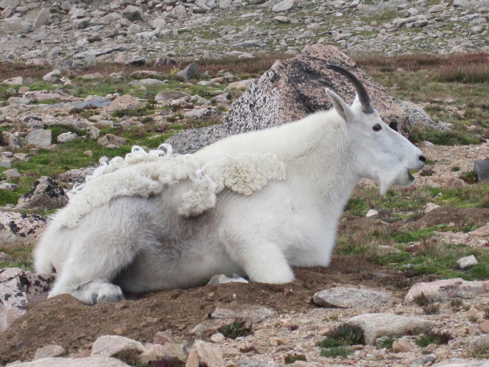 Cannundrums: Mountain Goats