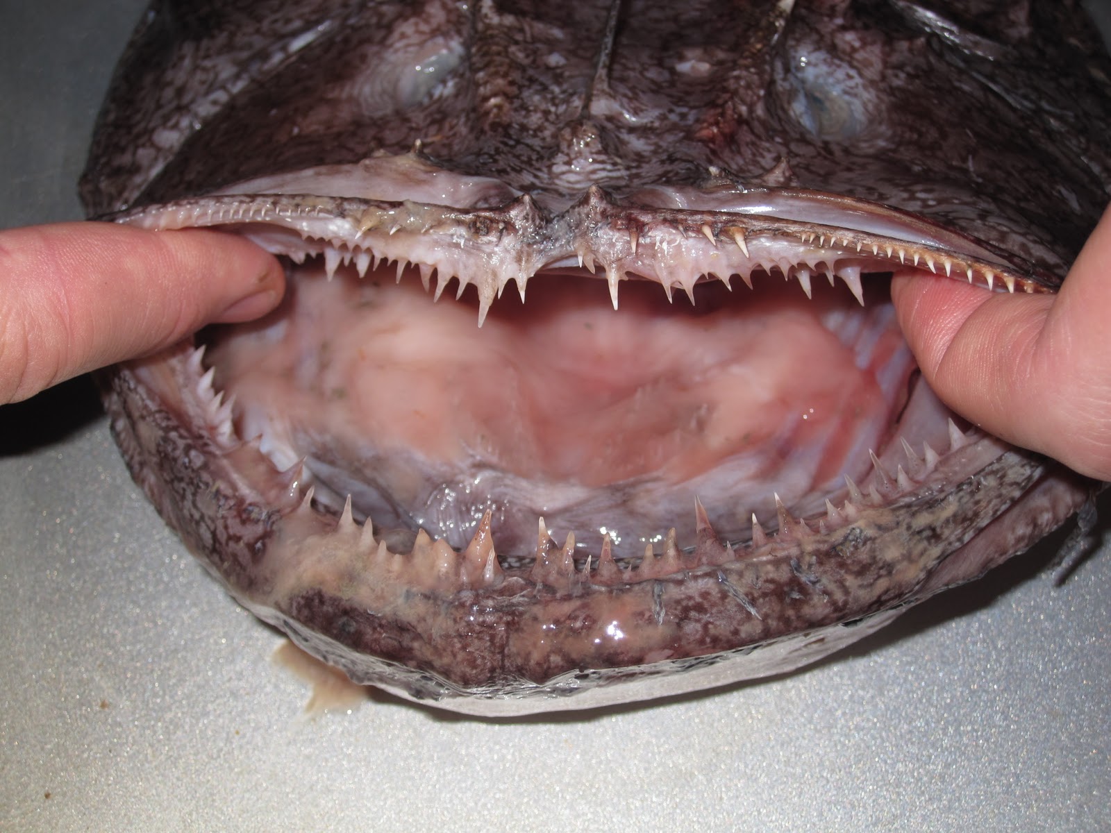 Cannundrums: Monkfish