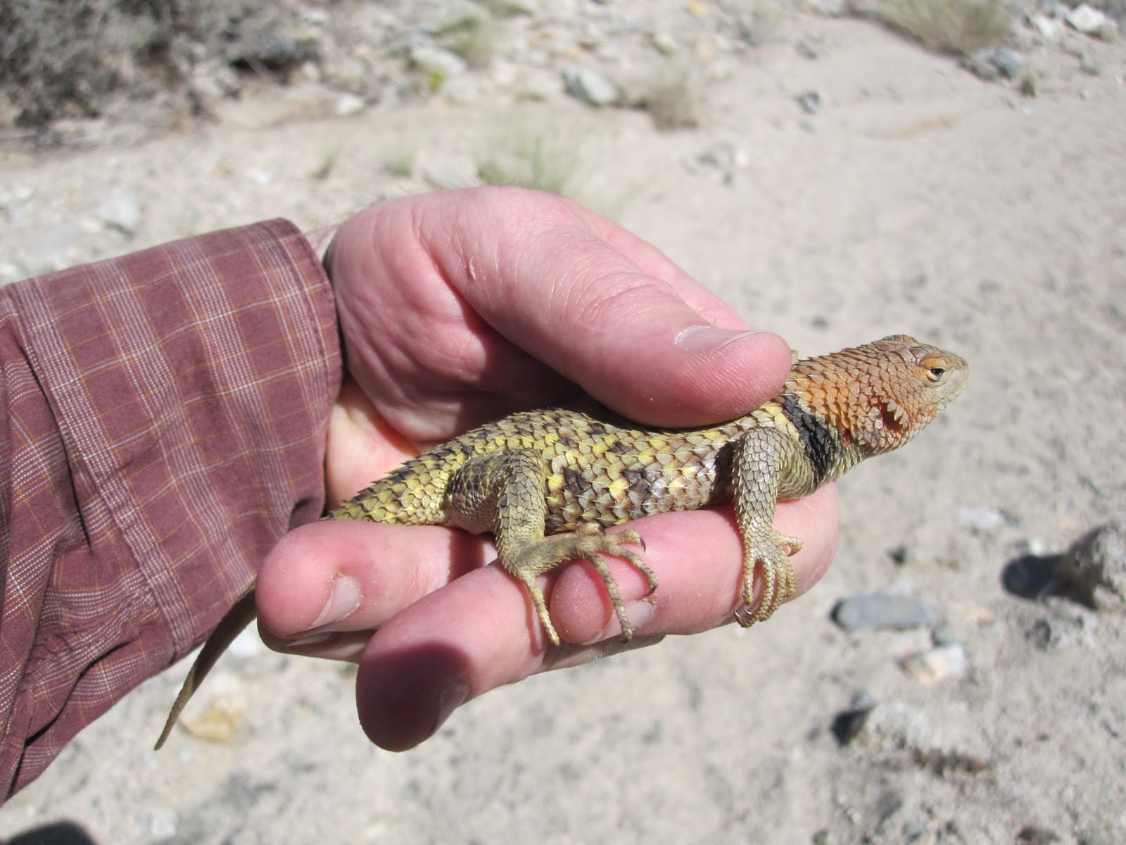Cannundrums: Hayfield Road/Southeastern Joshua Tree National Park