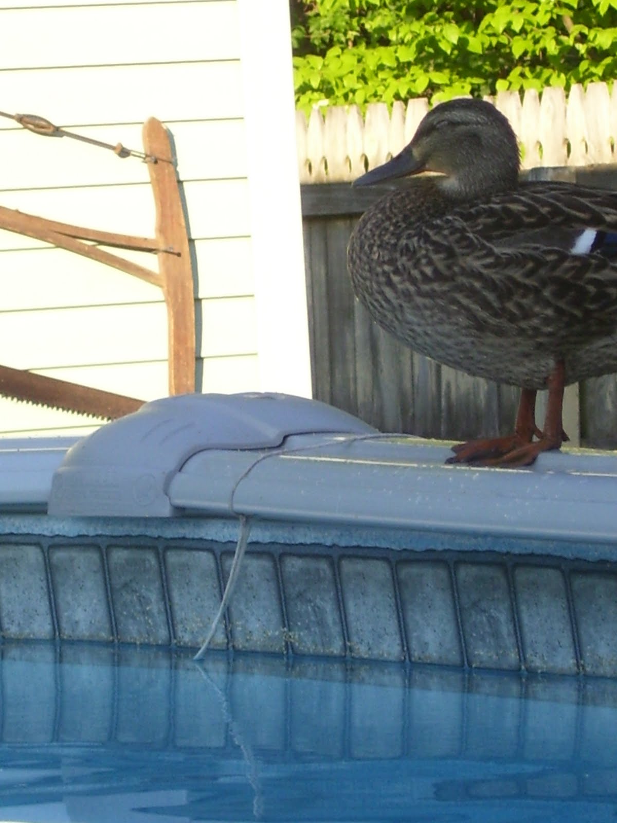 weathering migraine storms