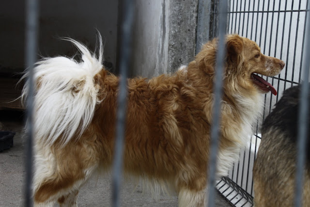 Adoptii caini Arad - Adopt a dog: Pechinezii si metisii de pechinez din ...