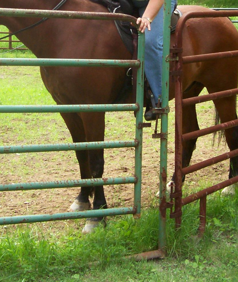 Jane Augenstein - My World in Pictures: I've got a GREAT horse!