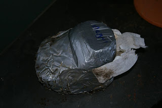 Horsing around with Megan, Fiona and Beauty: Horse hoof template and ...