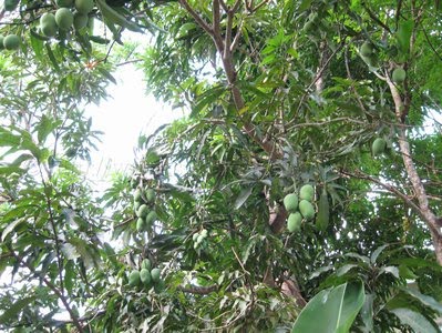 Mango Anchar | Simply Trini Cooking