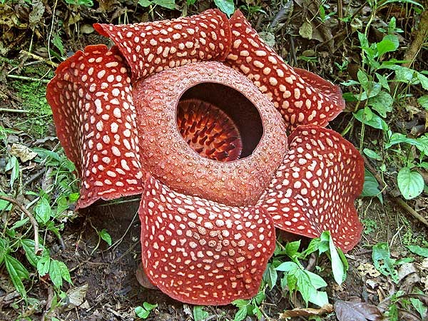 MyInfo Malaysia: Bunga Rafflesia Malaysia