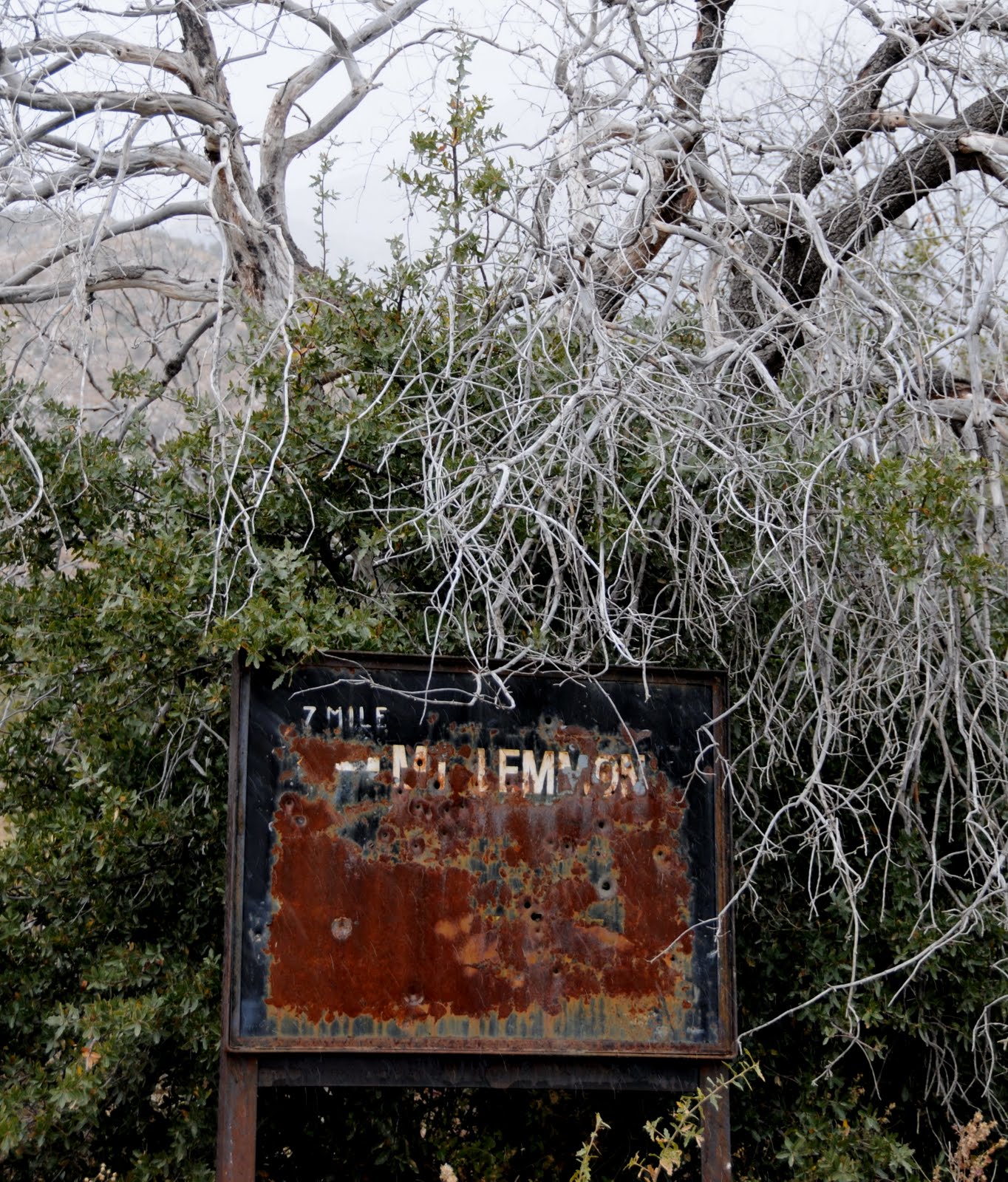m&n: The Back Approach to Mount Lemmon trip