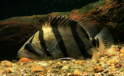 จ้าวน้อยฟิชชิ่ง ตกปลาฮาเฮ เร่ไปเพราะใจสั่งมา: ปลาเสือตอ กับ กระพงลาย