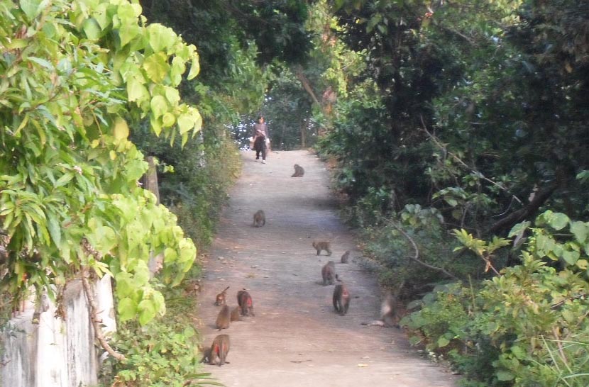 Freelance Flaneur: A typical day (except with monkeys)