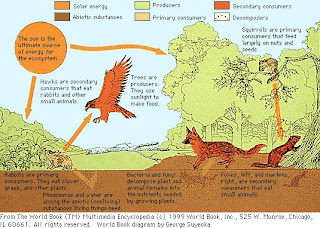 Science Class AIPCV: Summary 2: Living Things and Their Environment
