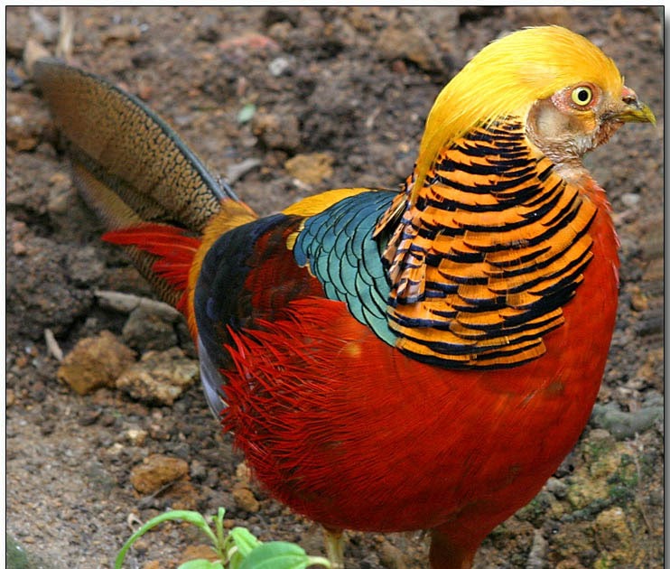 My Peacock Farm: Red Golden Pheasant (Kuang Red Golden)