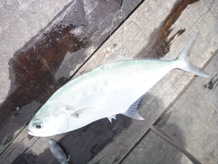 Pirate & Fish: TRIP KE - 4 : KELONG BAGAN LALANG