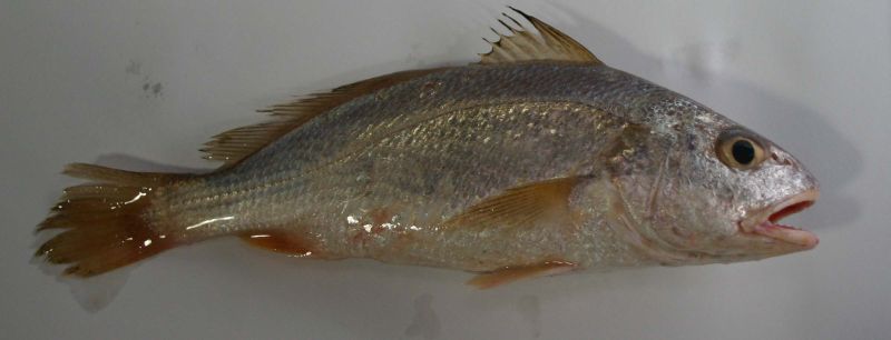 Pirate & Fish: KENALI IKAN INI...IKAN GELAMA