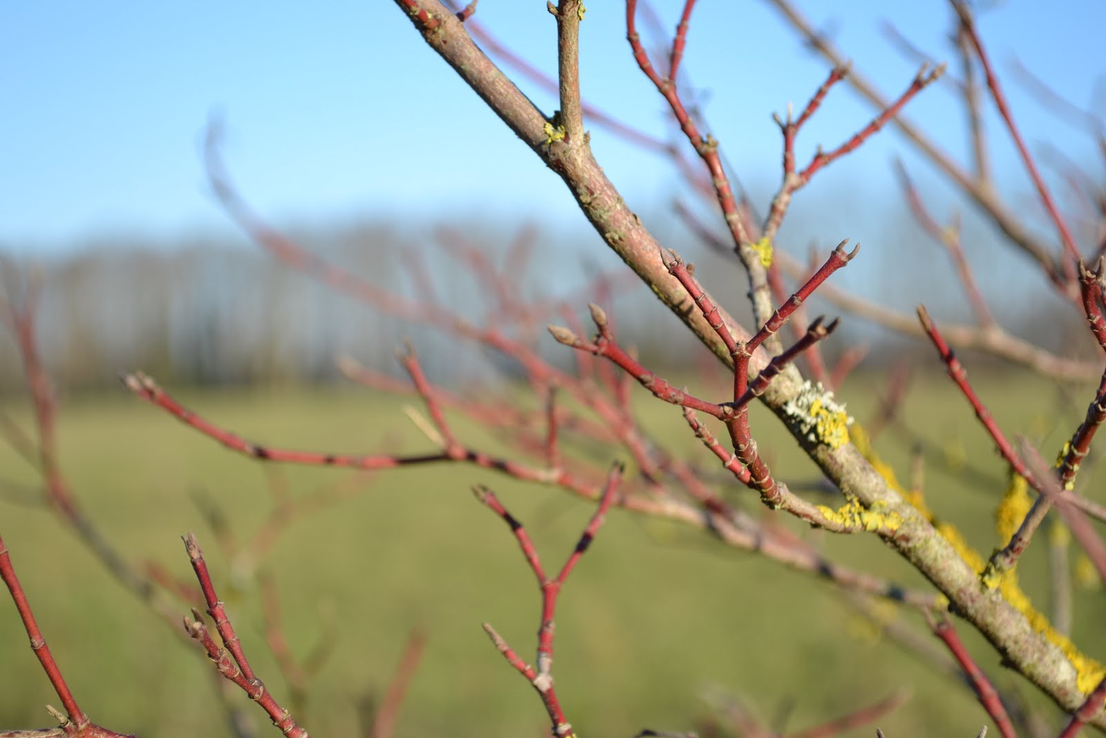 Les aventures de Cholka & Olympus