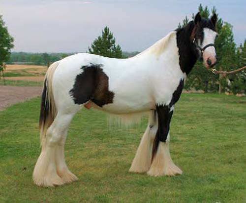 All About Horses: information about the Gypsy Vanner Cob horse