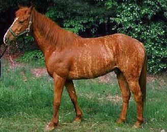 All About Horses: Colors of the horse: Brindle