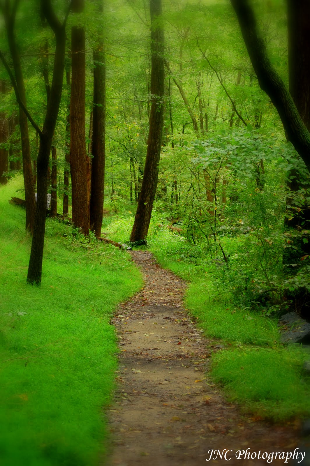 The Road Less Traveled | JNC Photography