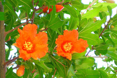 Simple Photography: Pomegranate Tree in Bloom.