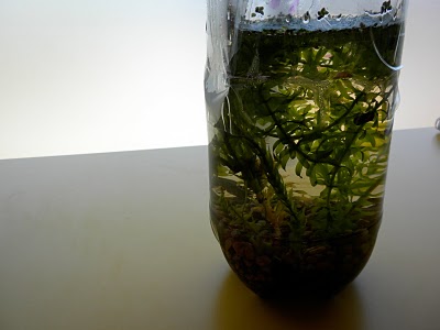 Scribbit | Motherhood in Alaska: Kids' Summer Crafts: Build an Ecosystem