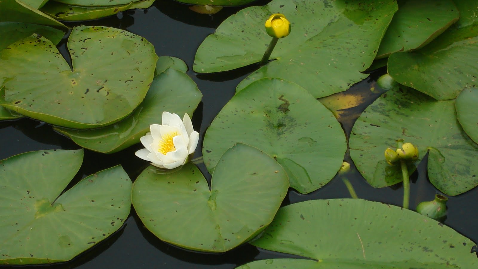 A la salud por las flores: Flor de LOTO-LOTUS-NELUMBO NUCIFERA