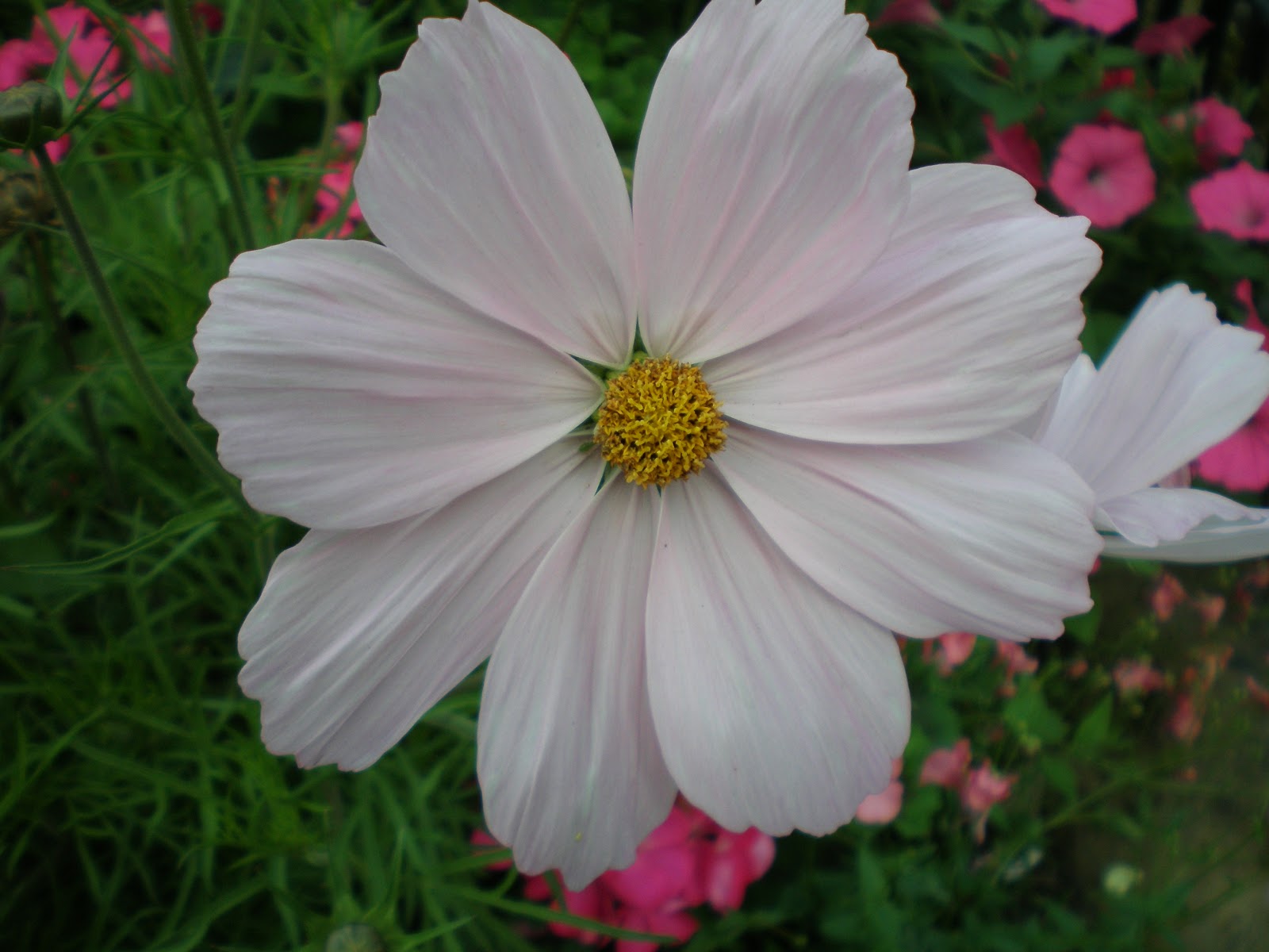 A la salud por las flores: COSMOS BIPINNATUS