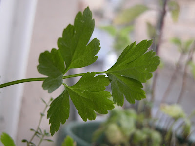 Mãos à terra: blog de jardinagem part-time: Salsa