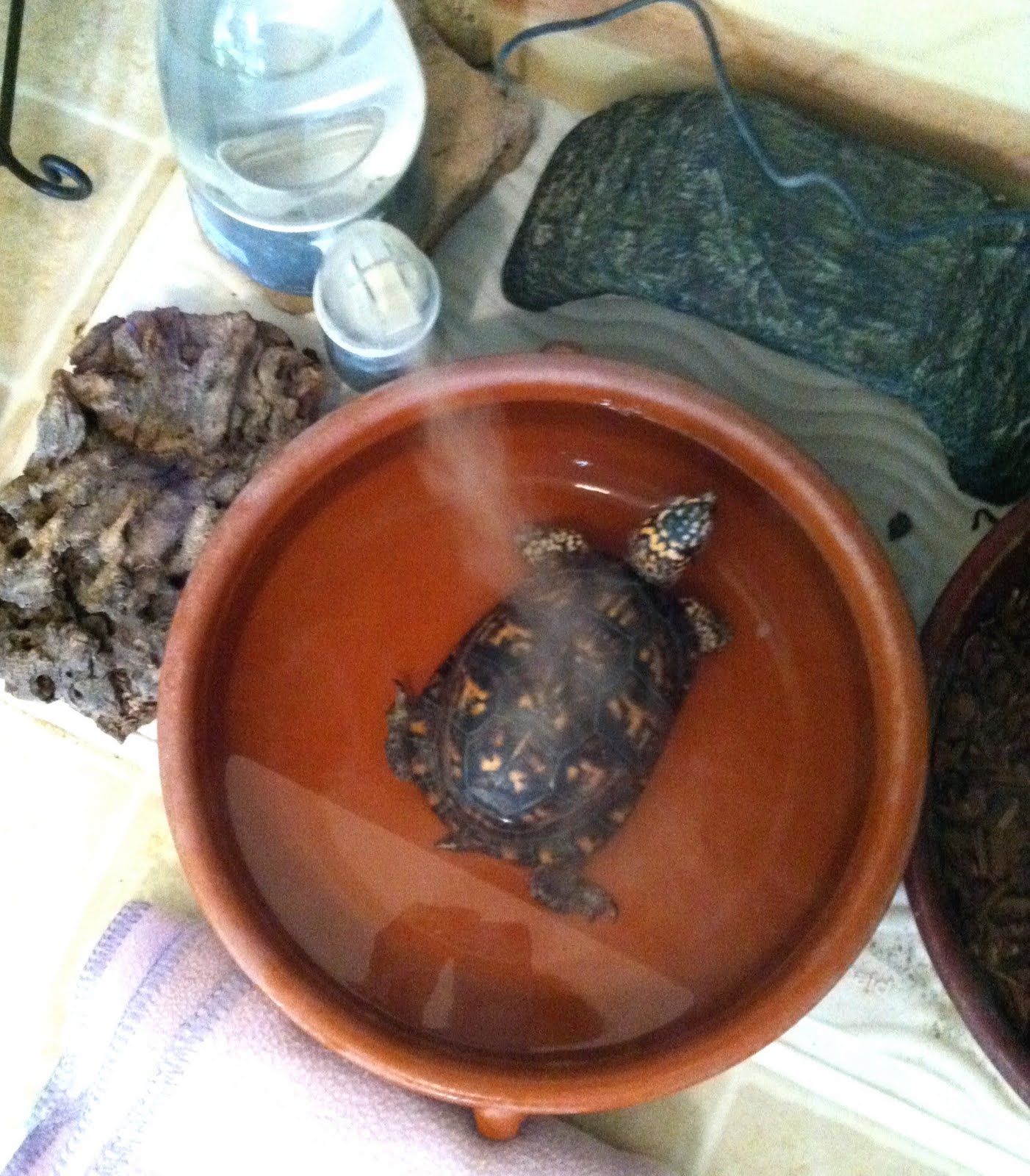 Lucy the Climbing Russian Tortoise: Nemo's Spa Bath