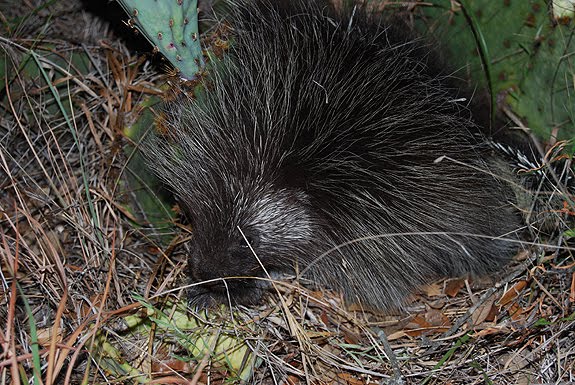 PLATEAU LAND AND WILDLIFE MANAGEMENT NEWS: THE NORTH AMERICAN PORCUPINE