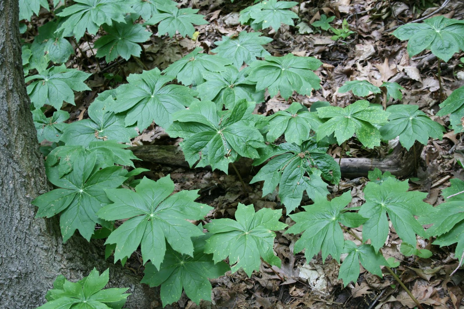 News from Mawenawasigh