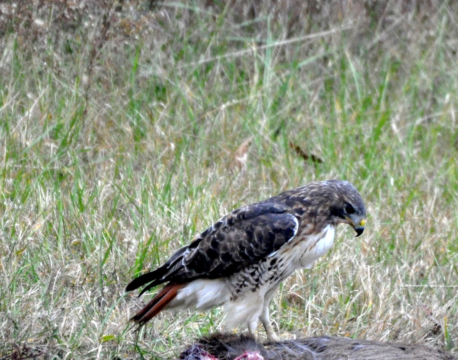 Red-shouldered Hawks of Tingsgrove and Beyond: Red-tailed hawk feeds on ...