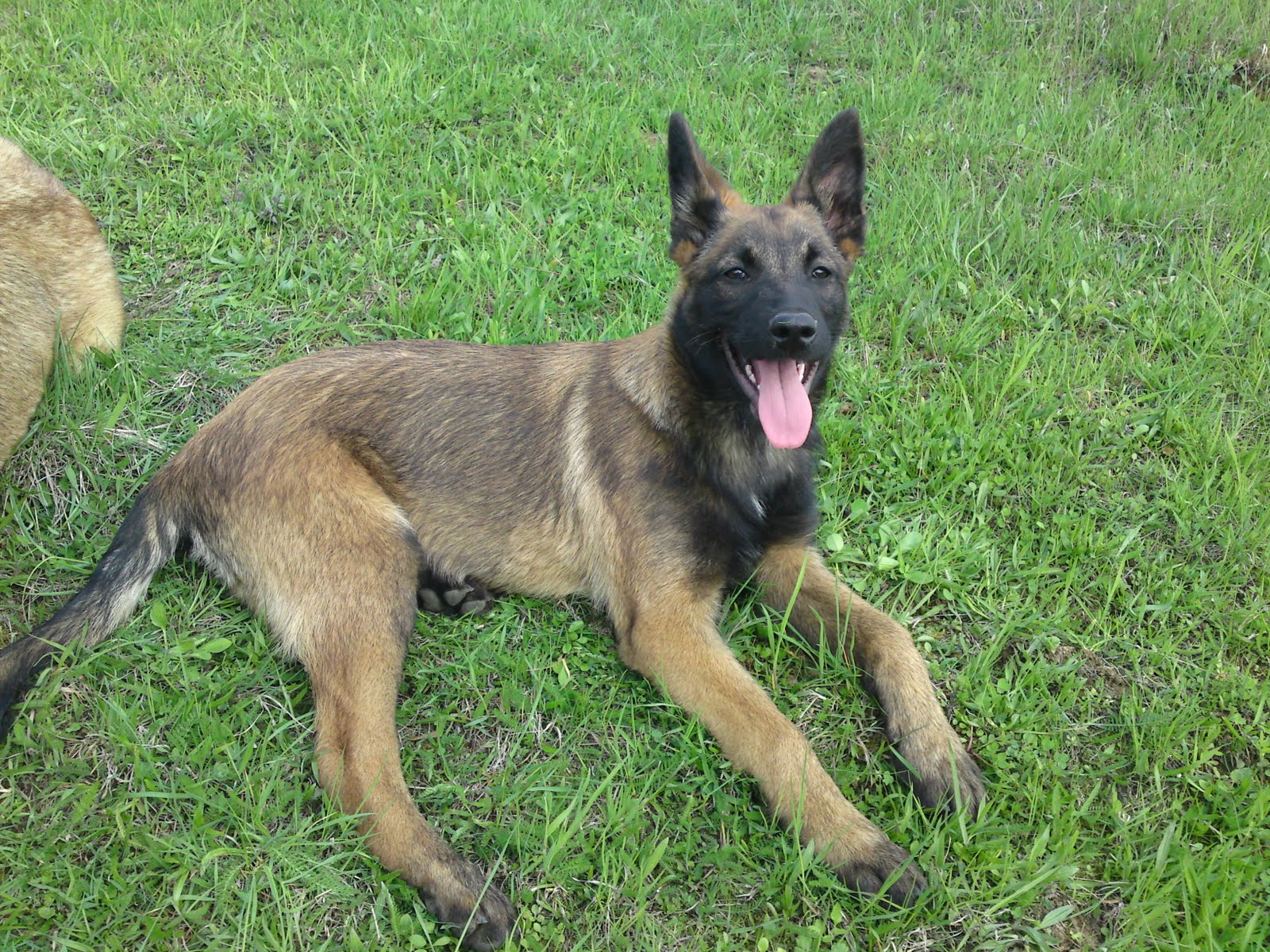 Belgijski ovčar - Malinoa: Proleće je stiglo