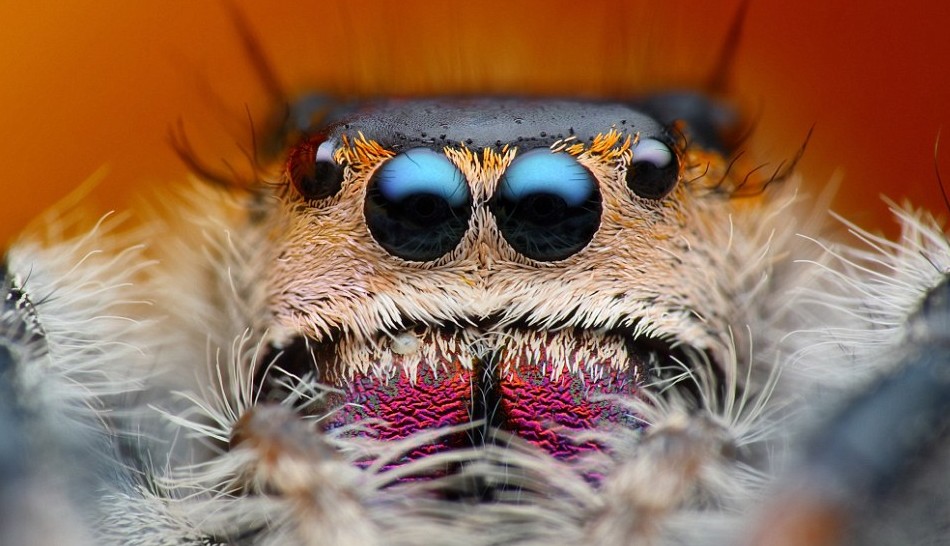 My viEws of the WoRLd: and when u thought spiders are UGLY
