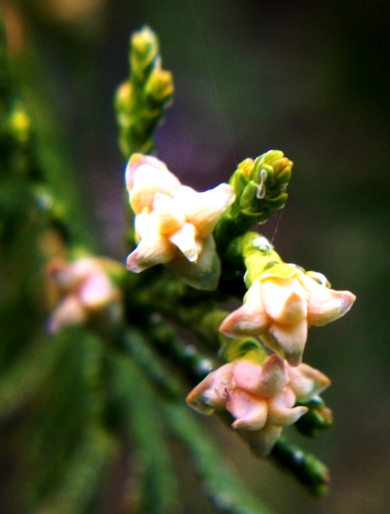 cabin talk: fleur-de-juniper