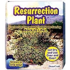 Lew: resurrection plant