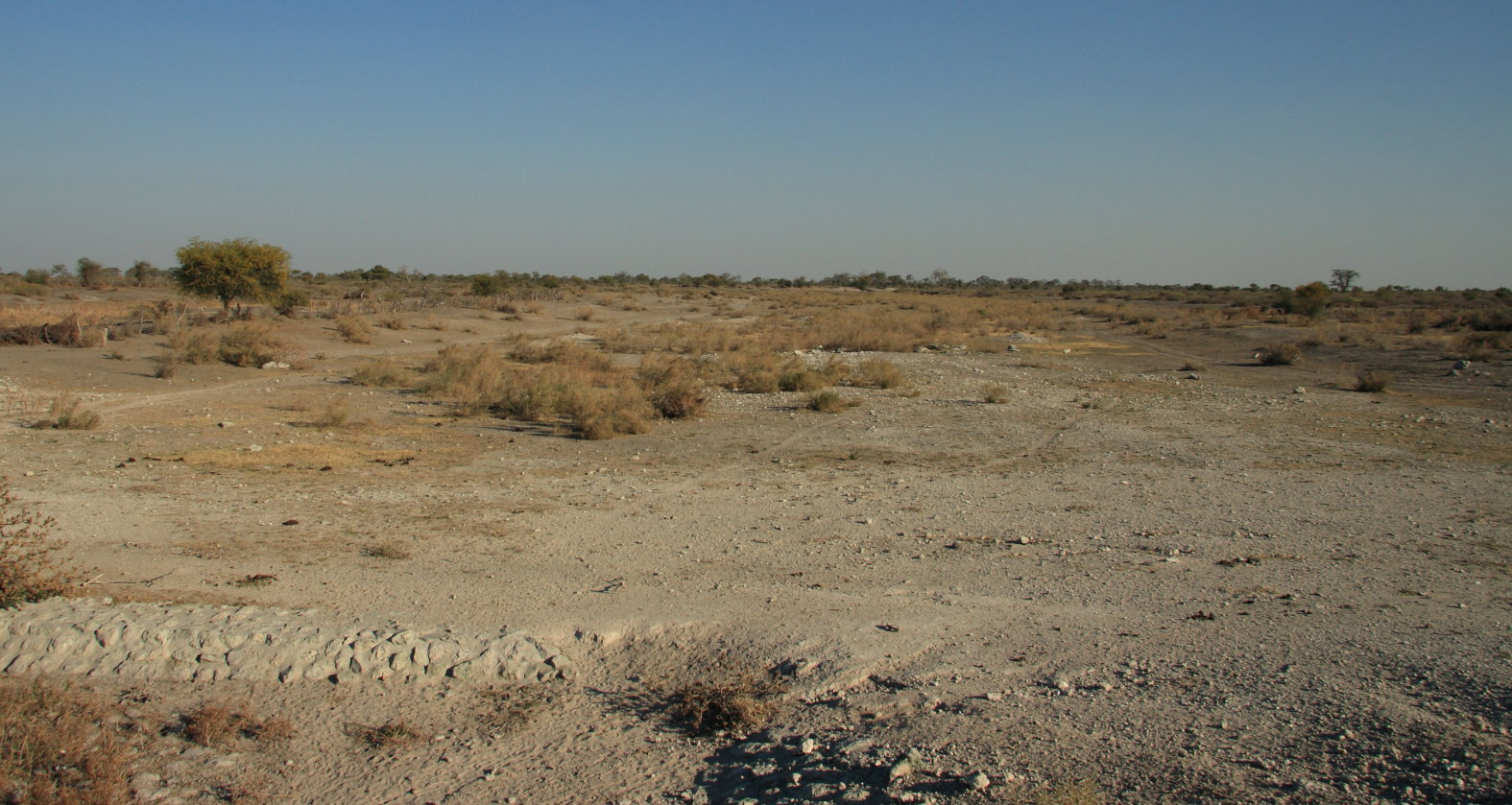 BirdLife Botswana: Water reaches Lake Xau