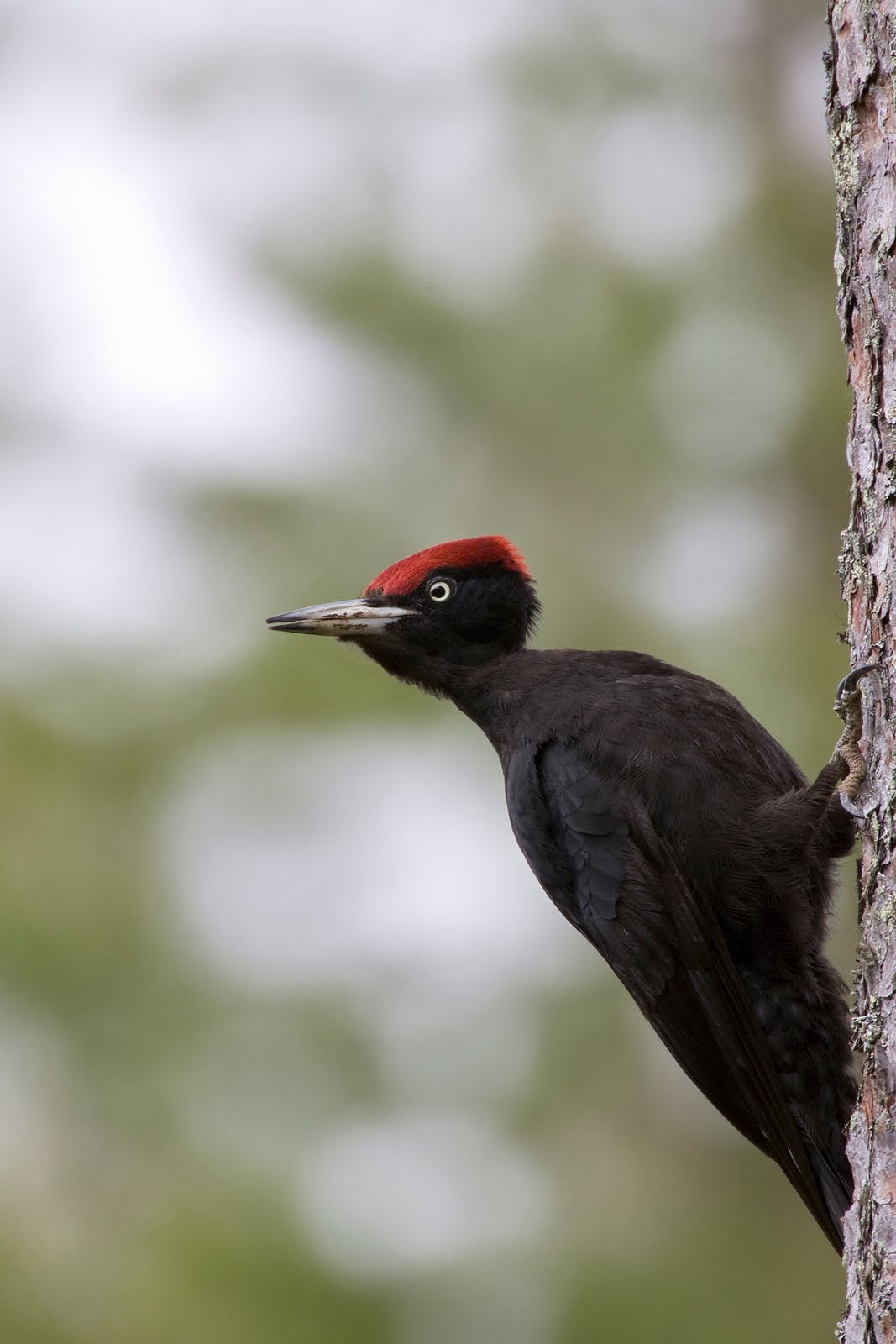 Woodpeckers Of Europe: Gallery: Black Woodpecker