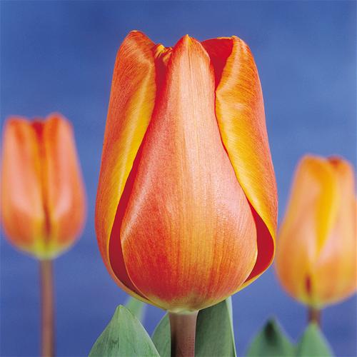 Jan Keizer & Anny Schilder: Annie in je tuin!