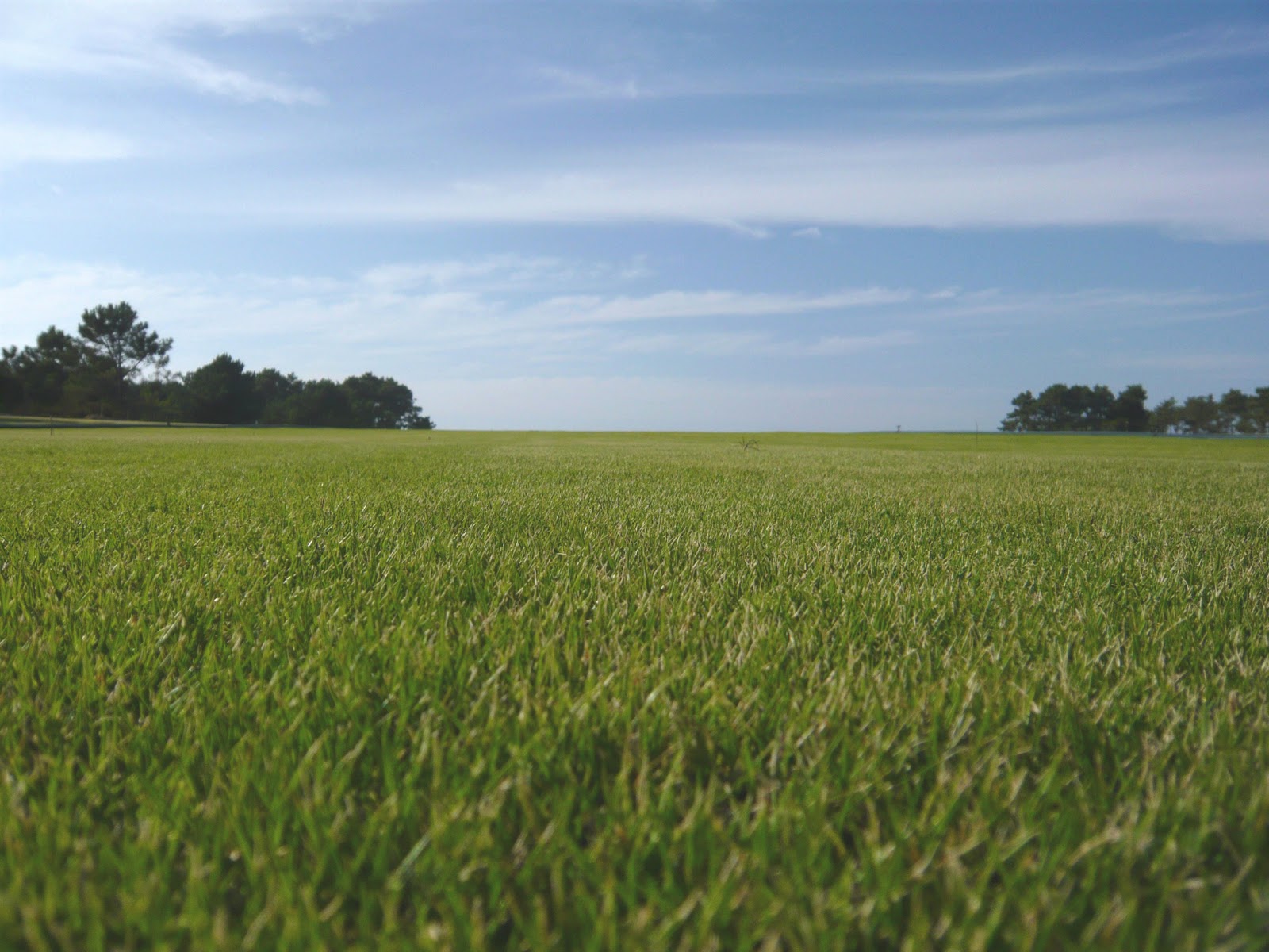 Raminhos Verdes - Plantas & Jardinagem: O Relvado
