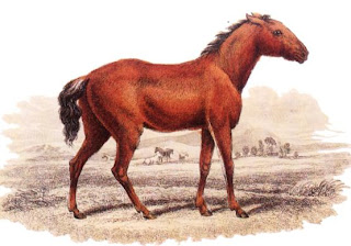 Terra Animalia: Les Origines du Cheval