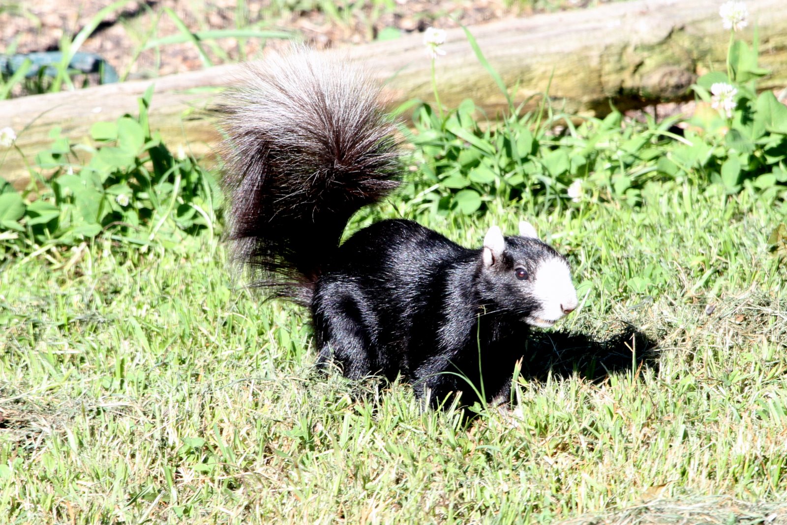 Black Fox Squirrel White Face at Modesto Kellogg blog