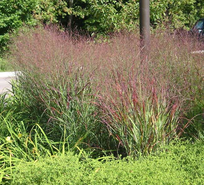 Panicum virgatum “Shenandoah” | BLOSSOM ZINE BLOG