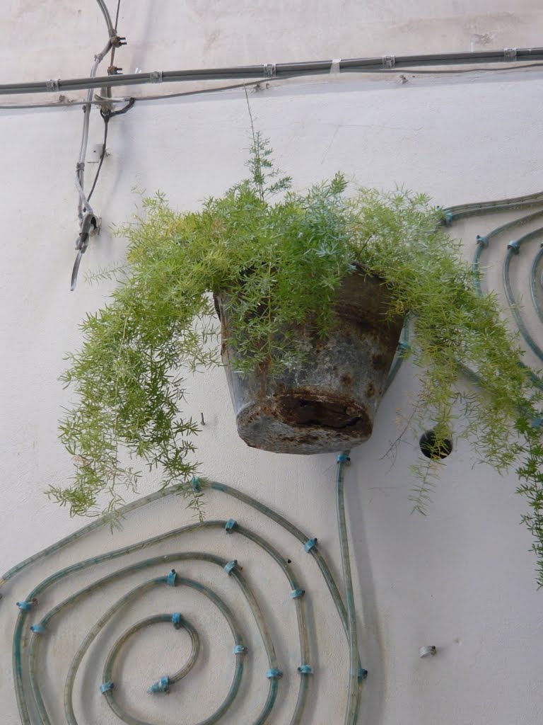 Asparagus_Asparagina | BLOSSOM ZINE BLOG