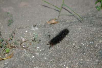 Fotos de la naturaleza.